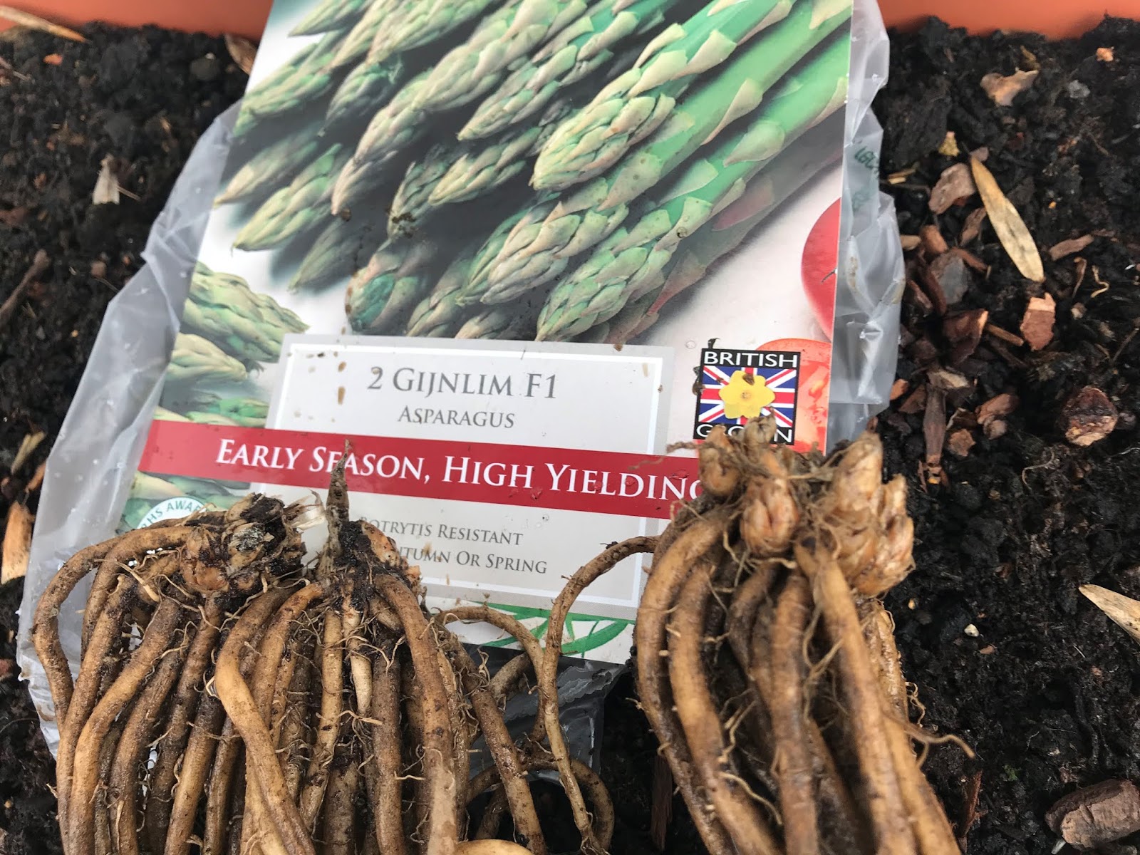 Down on the Allotment