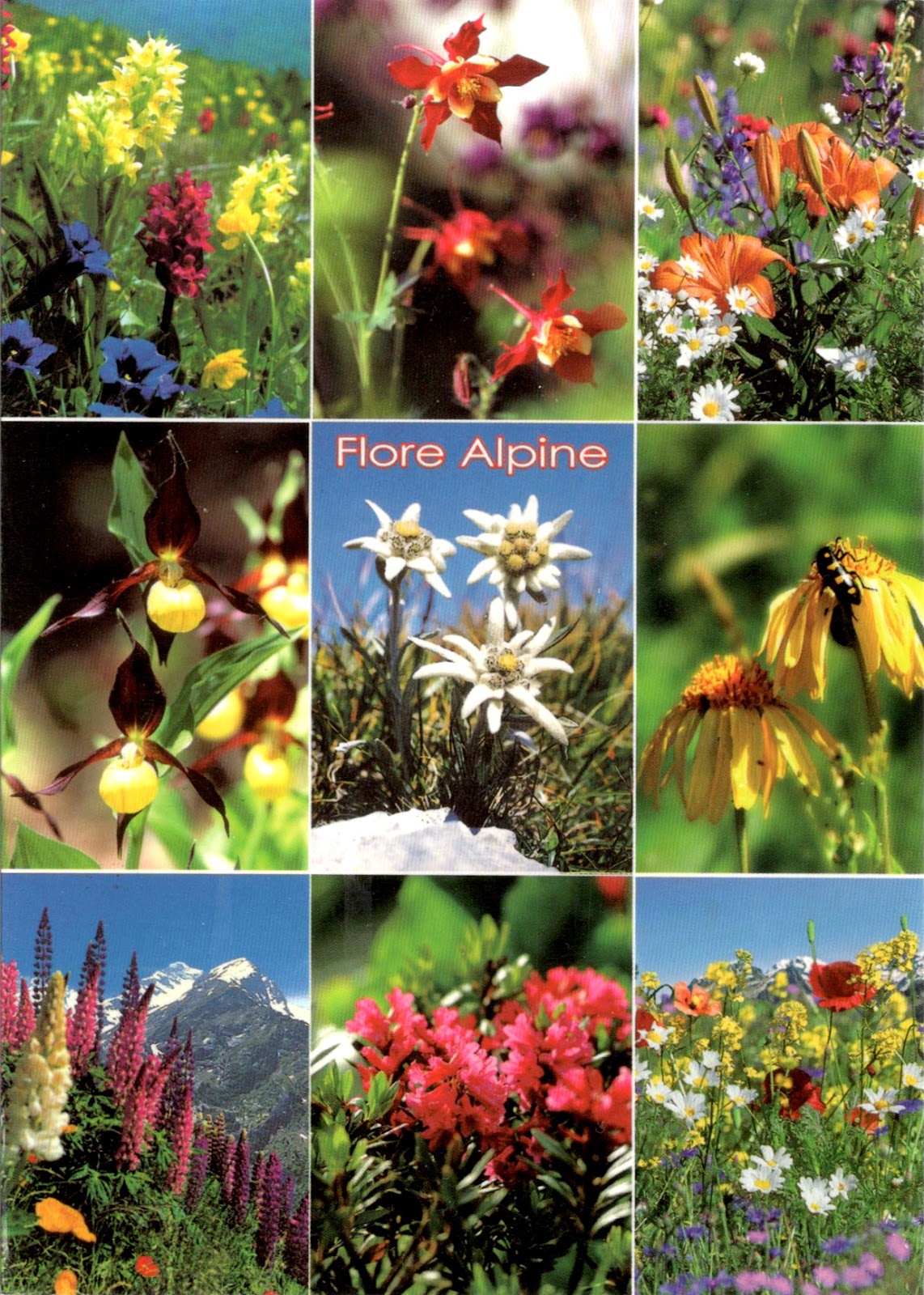 WORLD, COME TO MY HOME!: 2835 FRANCE - Flora of the Alps