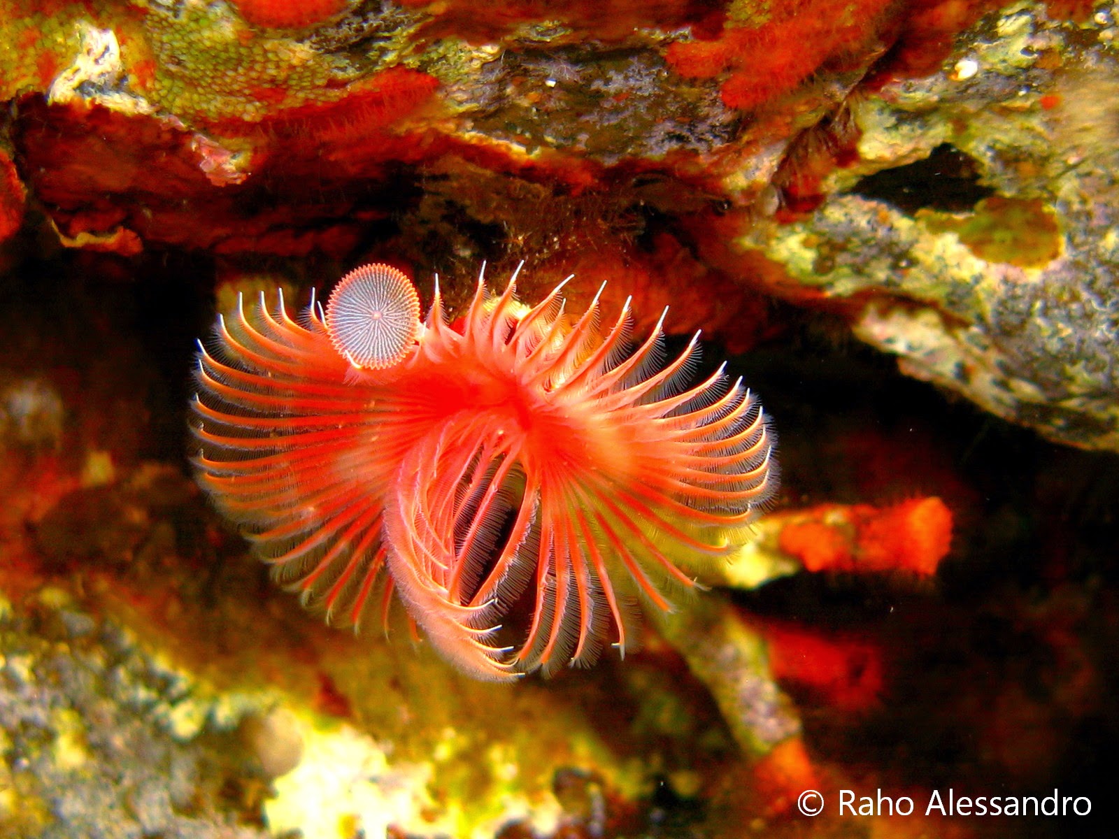 Necton e Plancton: Vermi: Serpula