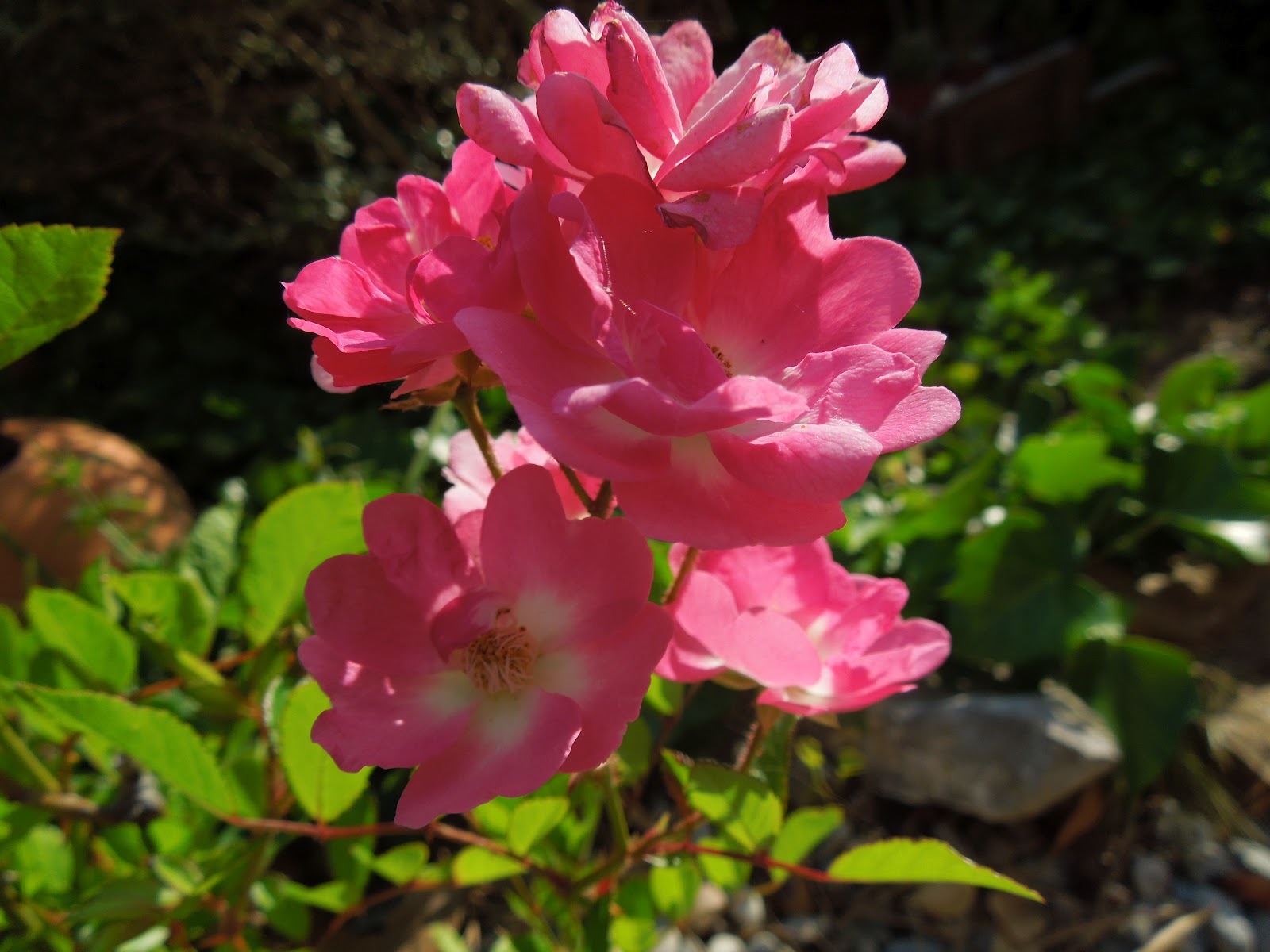 Rosal Mini BotÀnic Serrat