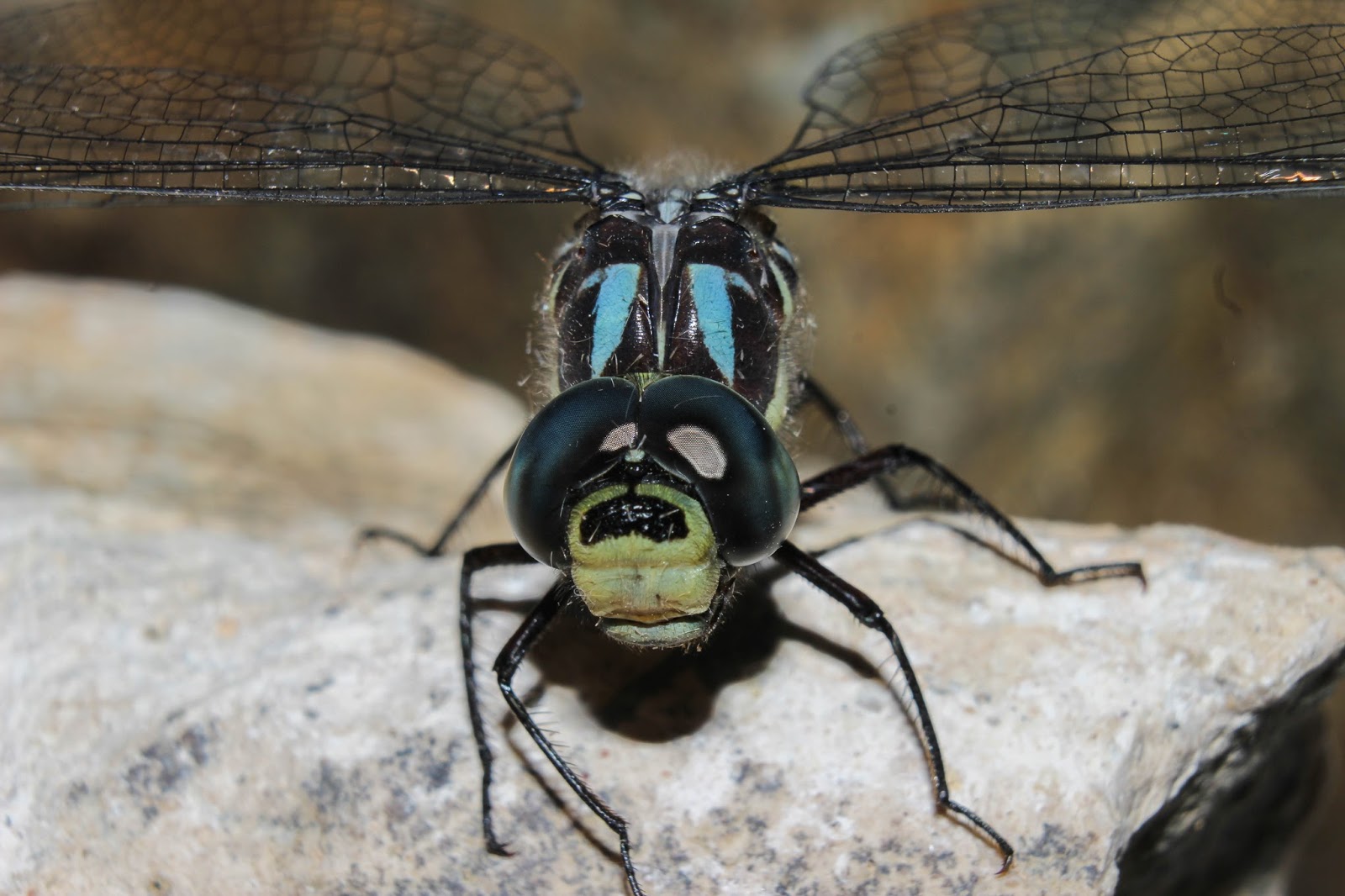 Biodiversity of Cyprus by NGO Protection of the Natural Heritage and ...