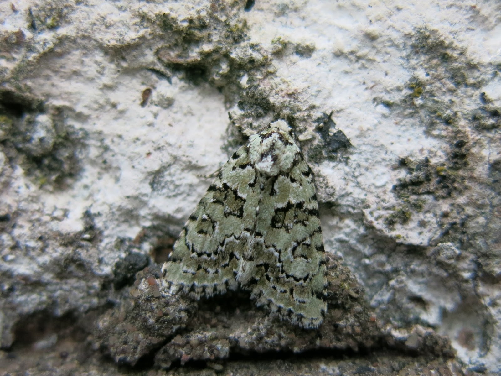 Monmouthshire Moth and Butterfly Group : Marbled Green new for Dingestow