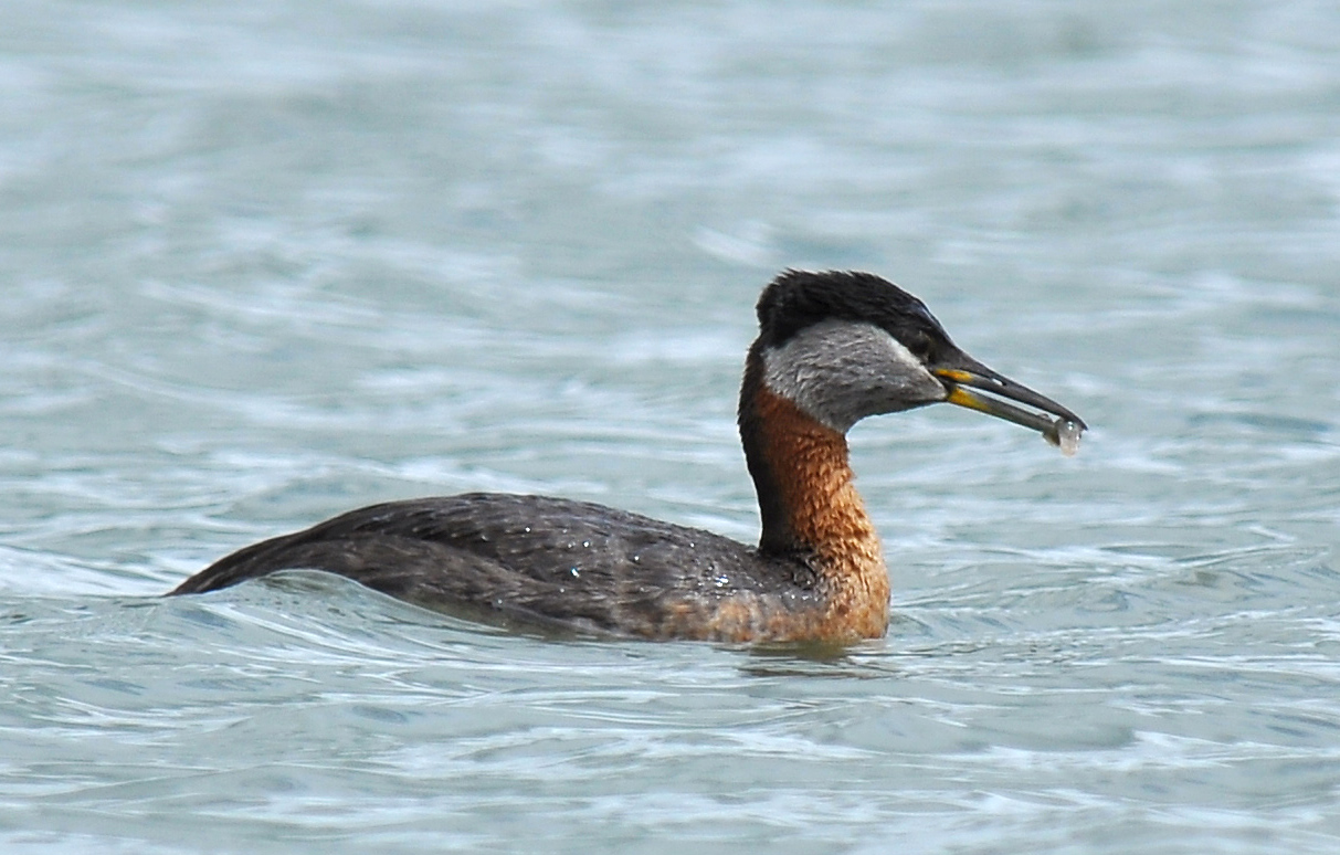200 Birds: Red-necked Grebe in Utah