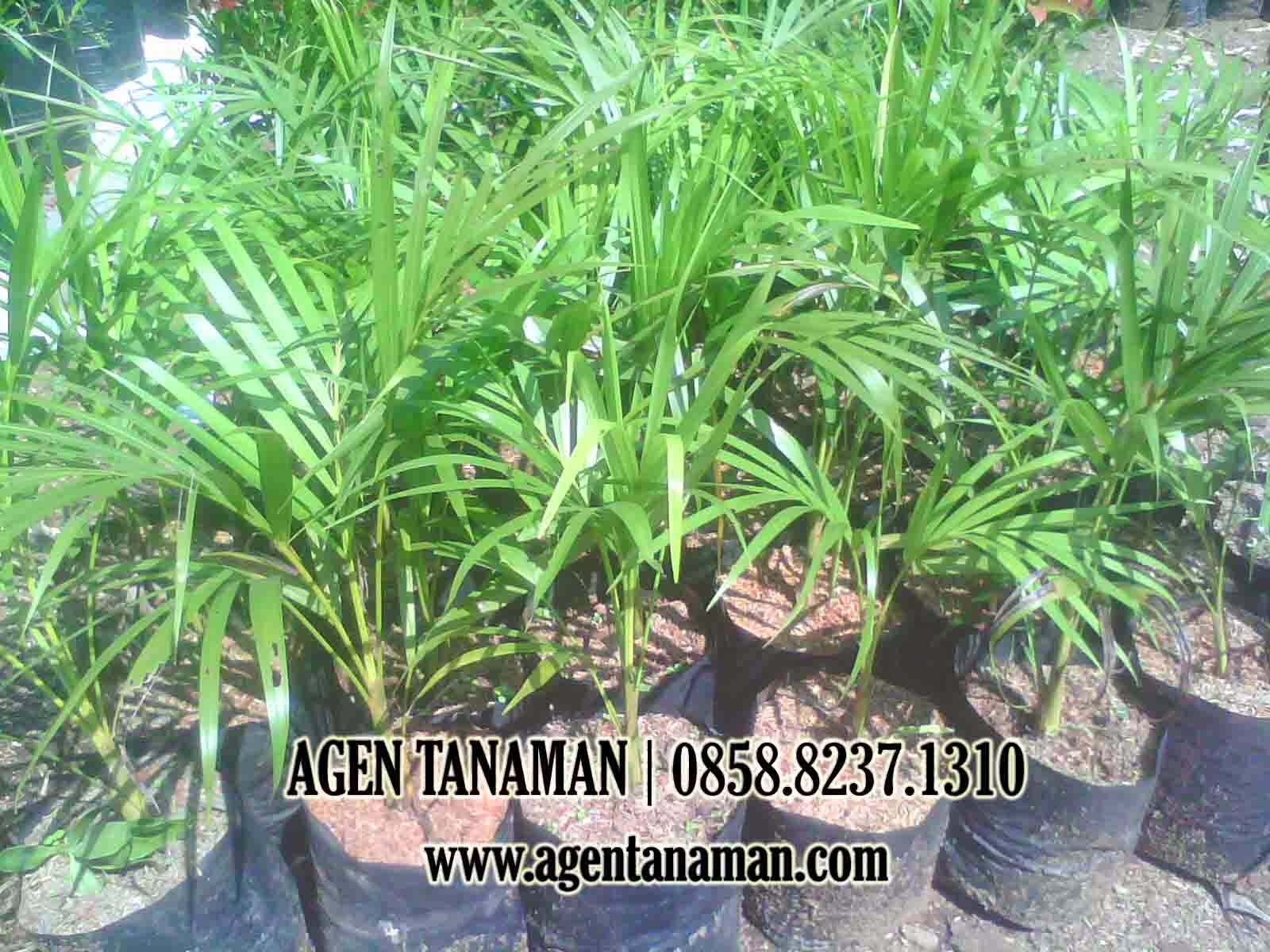 PALEM KUNING | JUAL POHON PALEM | JUAL TANAMAN HIAS ~ AGEN TANAMAN