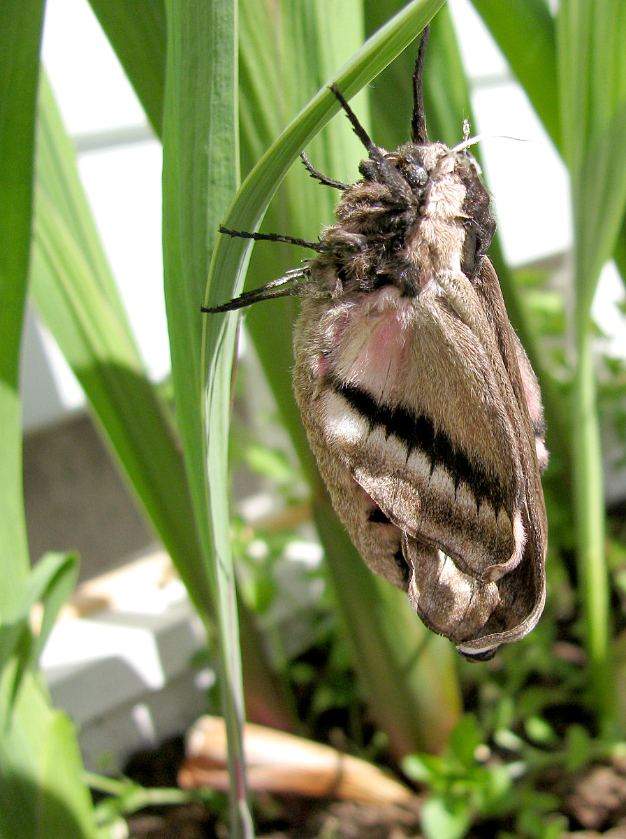 Poluilta ja pientareilta: Syntymän ihme