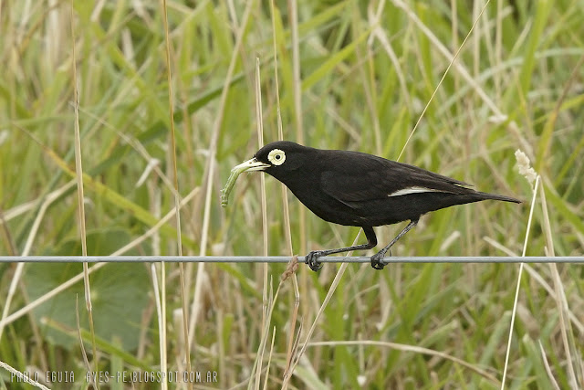 mis fotos de aves: Hymenops perspicillatus Pico de Plata Spectacled Tyrant