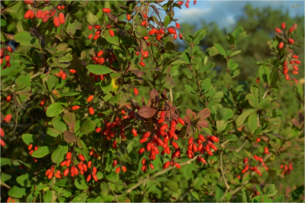 AM Fotod: Kukerpuu (Berberis) - Aasta puu 2015