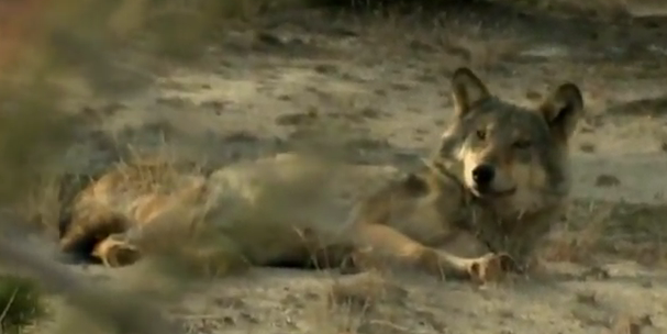 Documentário: Lobos radioativos [Chernoby] | save the animals include you