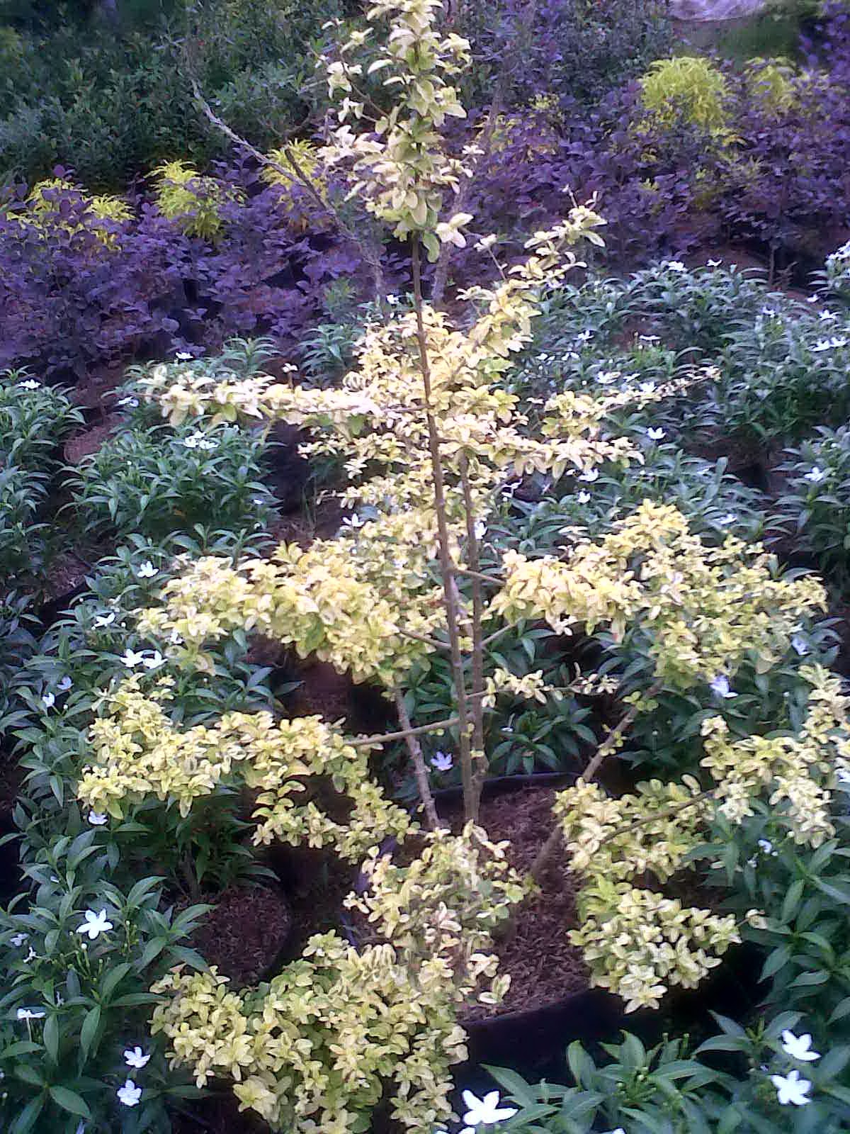 2014 ~ Menjual Jenis: Bunga,Pohon,Buah