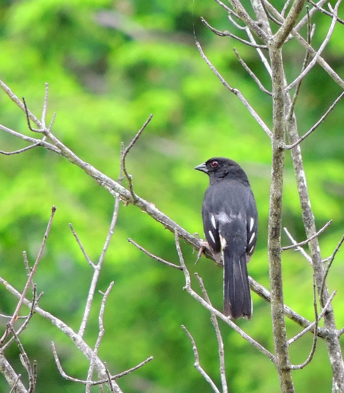 Birding Is Fun!: Birding the Red River Gorge (Kentucky)