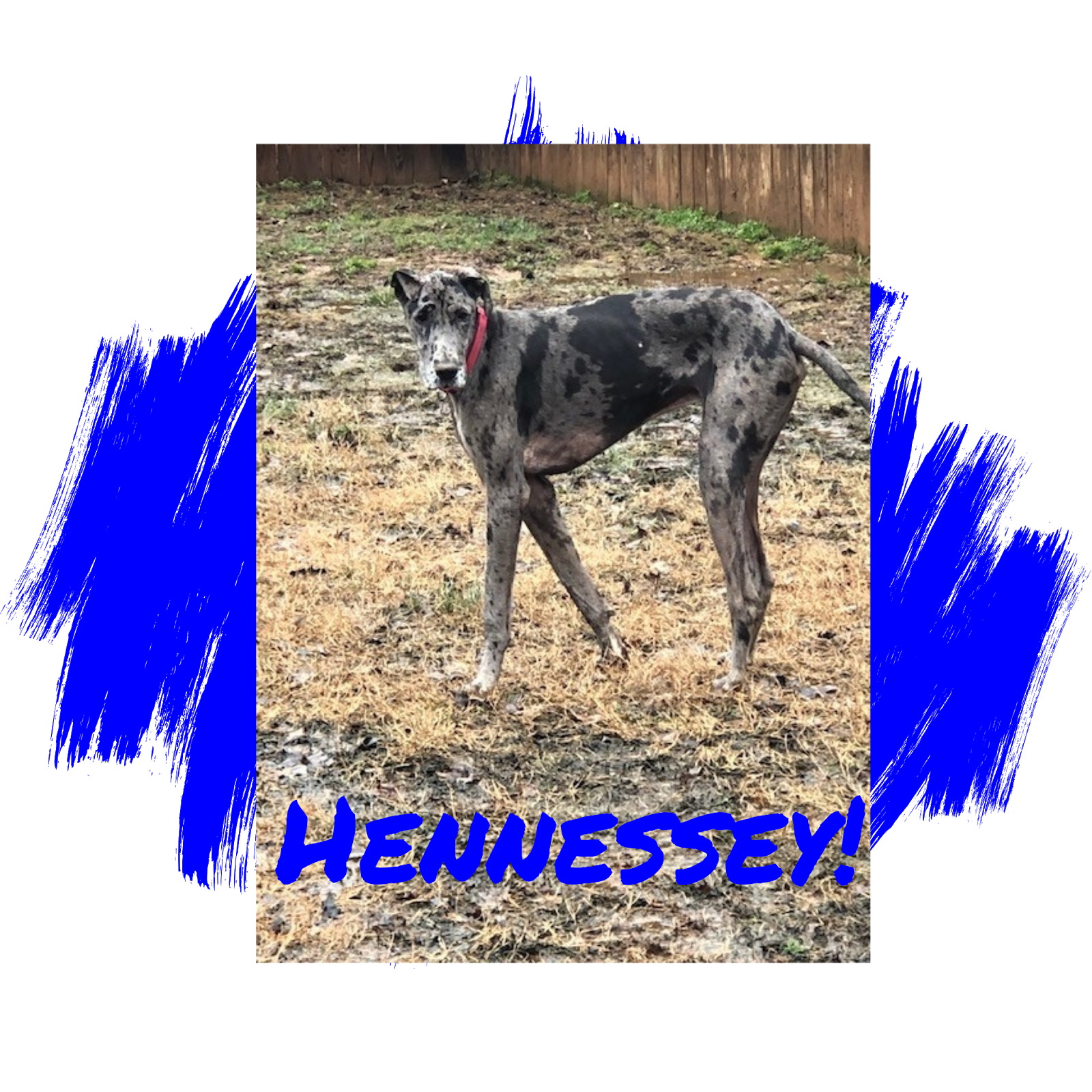 Friday's Friend! Dog Adoption, Mid-Atlantic Great Dane Rescue League ...