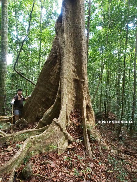 The rainforests of Borneo & Southeast Asia: The land of giant ...