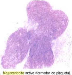 FICHERO DE HEMATOLOGIA: SERIE MEGACARIOCITICA PLAQUETARIA