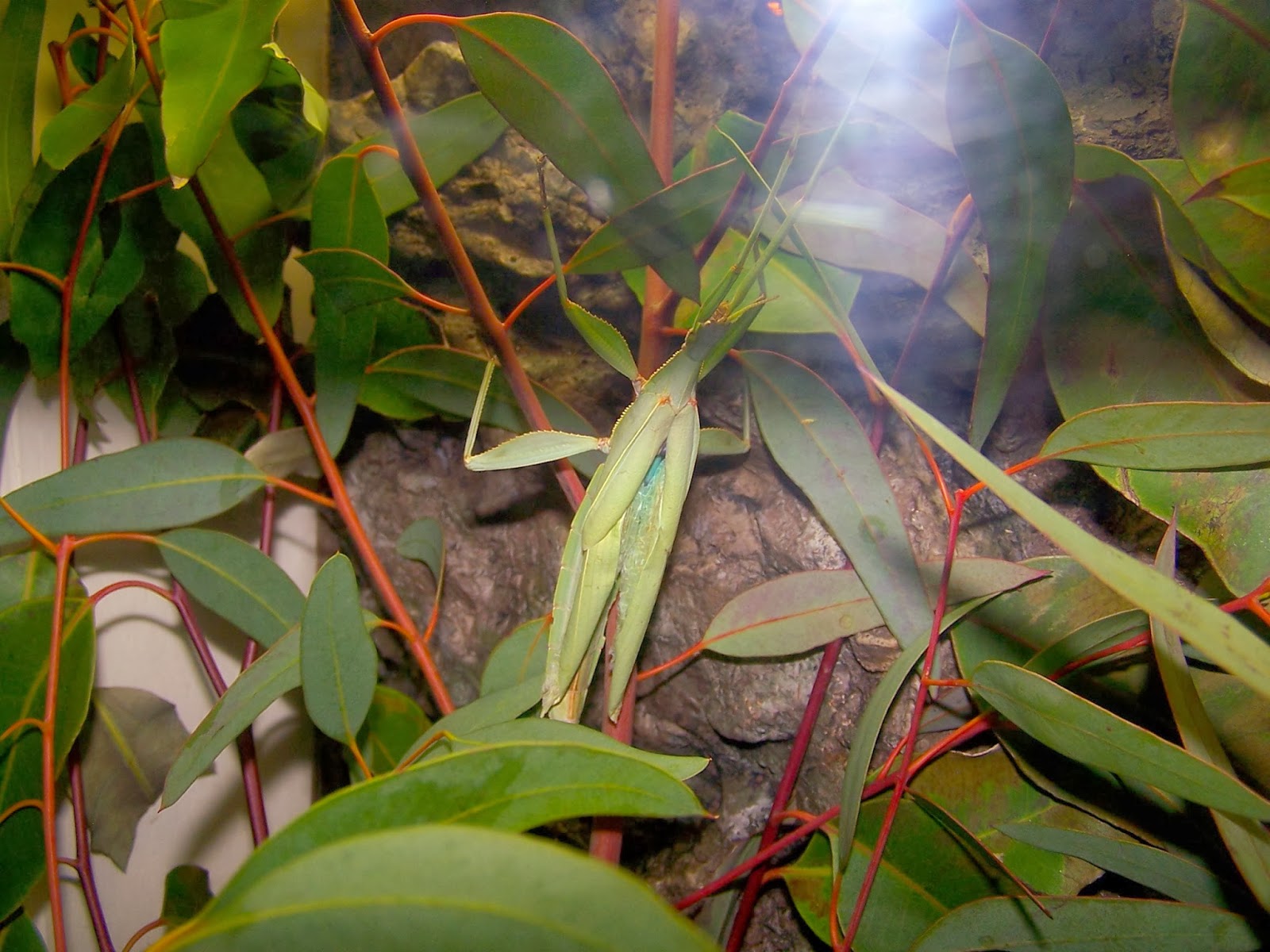 The Natural World: Stick, Leaf, and Buffalo Insects at the San Diego Zoo