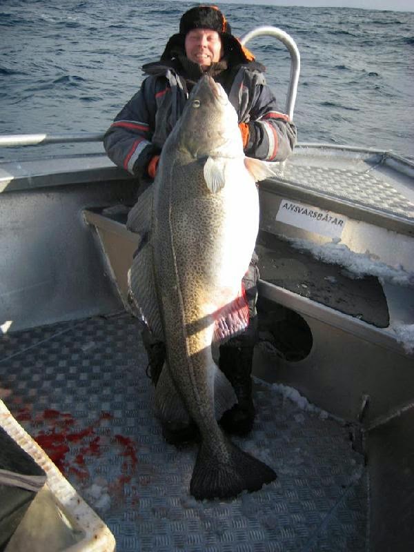 Big Cod Fish