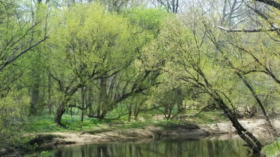 Future Plants by Randy Stewart: MAPLES - The Native Ones