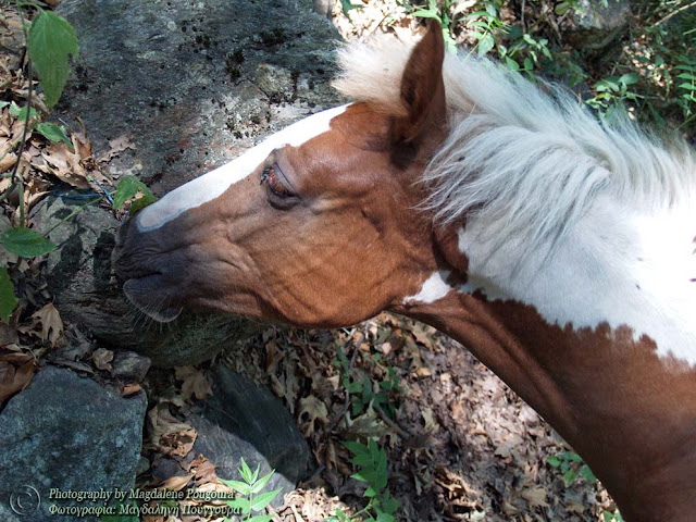 Hellenic Nature and Culture: Horses of Pindos breed / Άλογα της φυλής ...
