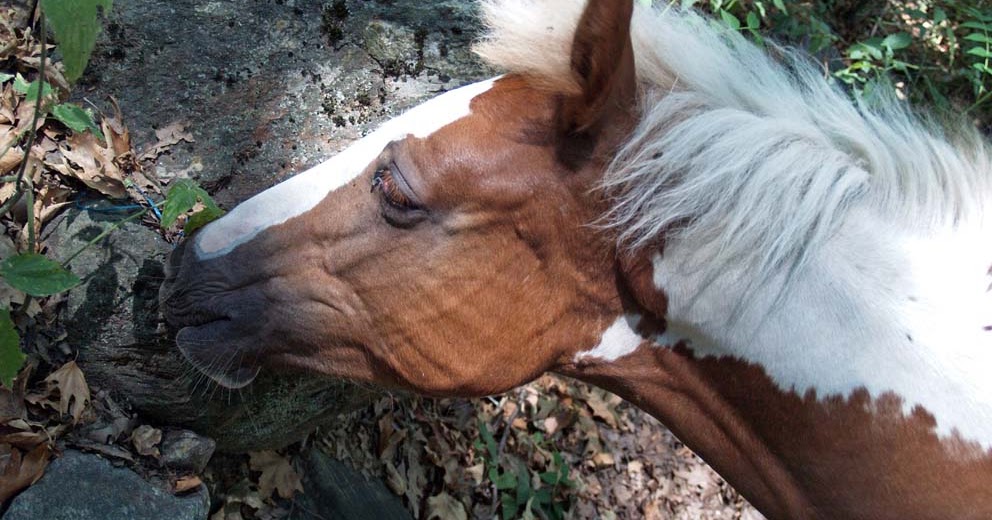 Hellenic Nature and Culture: Horses of Pindos breed / Άλογα της φυλής ...