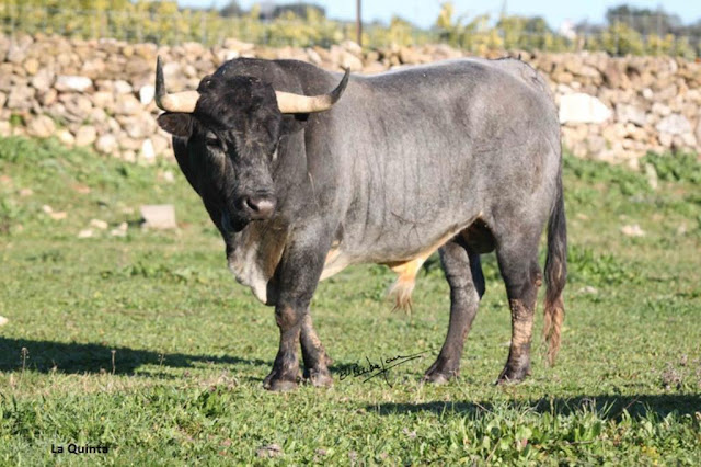 Toro, Torero y Afición: Toros reseñados para Vic-Fezensac