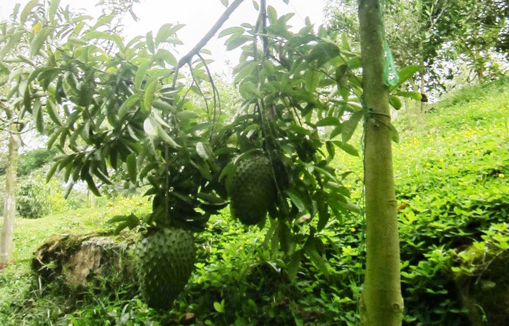 ATACANDODIGITAL.COM |: La guanábana, especie en extinción en muchos ...