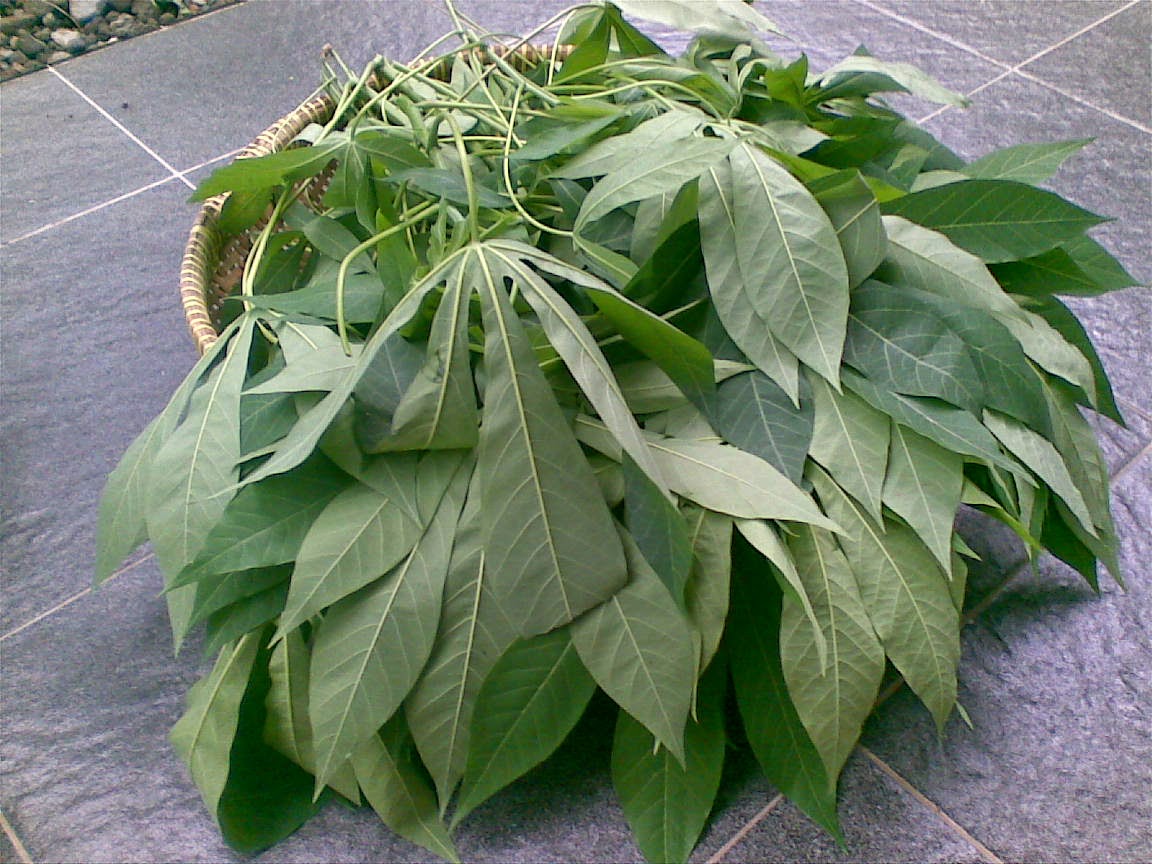 Endah Murniyati's Journey: GIFT OF THE WEEK : KATU AND DAUN SINGKONG