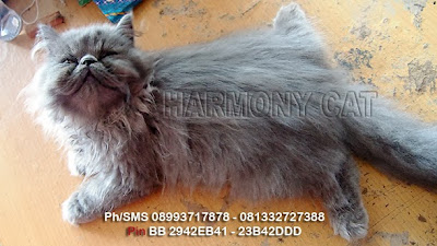 Hamster Dan Kucing Persia Murah Surabaya: DI JUAL KUCING PESEK PAKNOSE ...