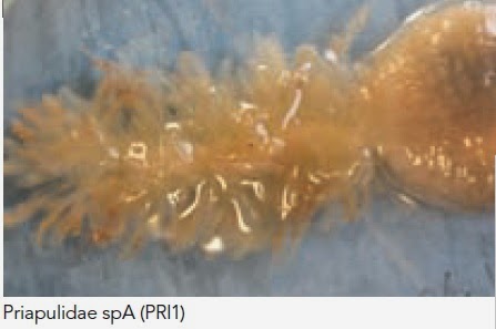 PRIAPULIDA si Penis Worm