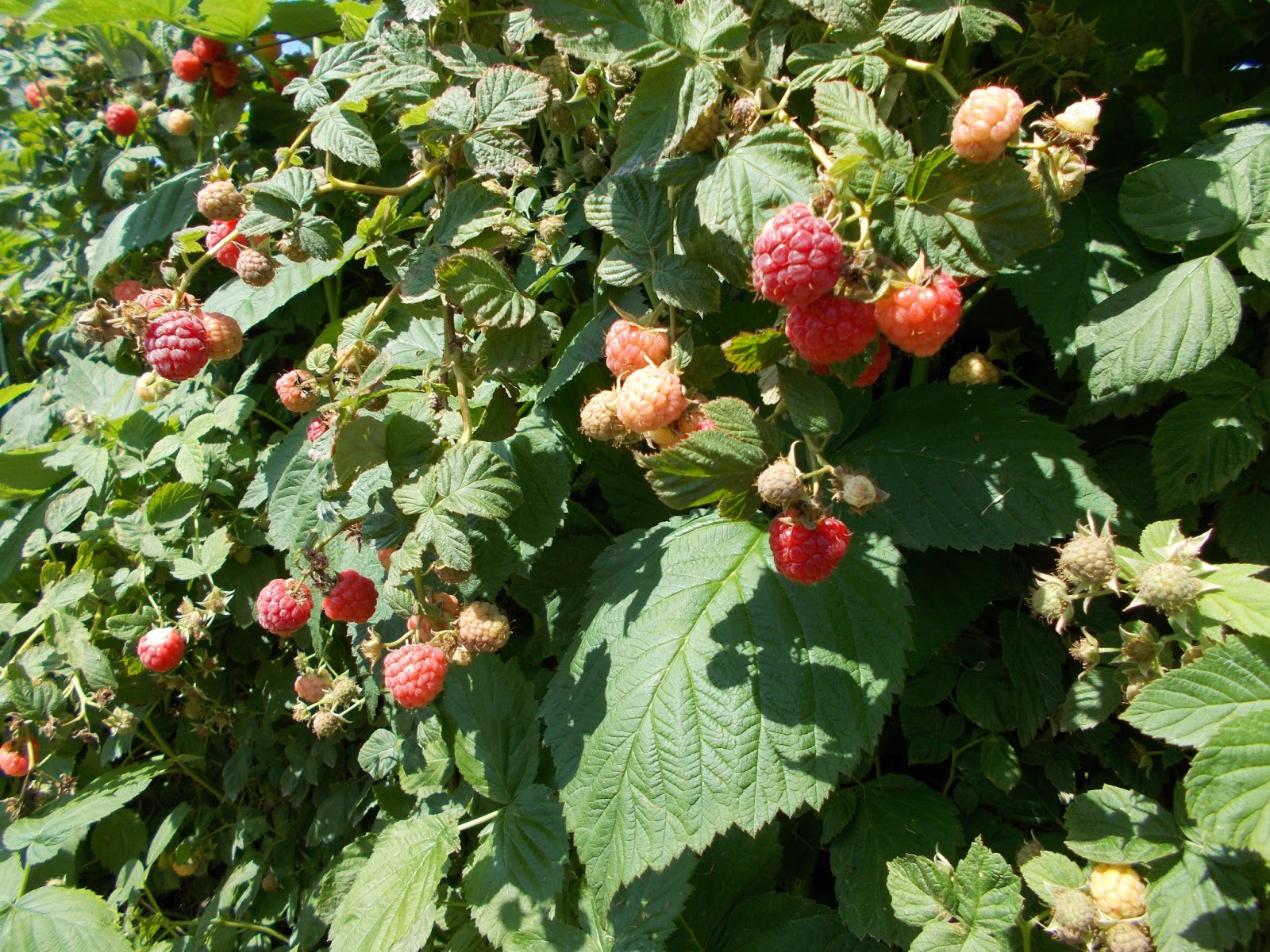 Brenda's Berries & Orchards: Red Raspberries Ripe