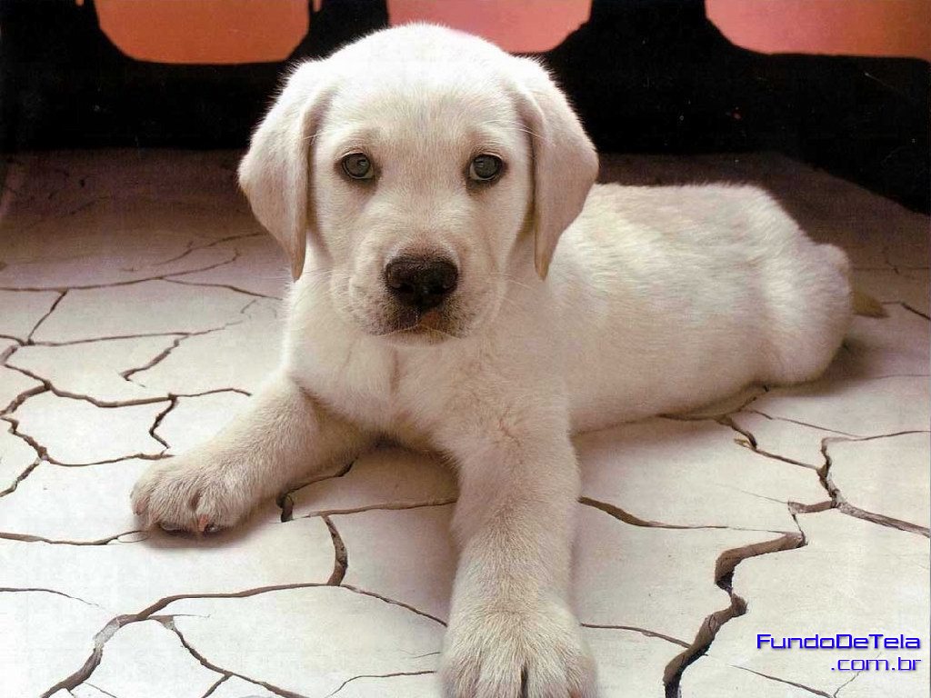 Medicina Veterinária: Labrador.