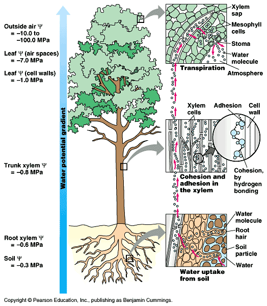 MBUN SCIENCE BIOLOGY: PROSES PENYERAPAN AIR DAN MMINERAL OLEH AKAR DAN ...
