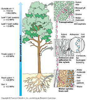 MBUN SCIENCE BIOLOGY: PROSES PENYERAPAN AIR DAN MMINERAL OLEH AKAR DAN ...