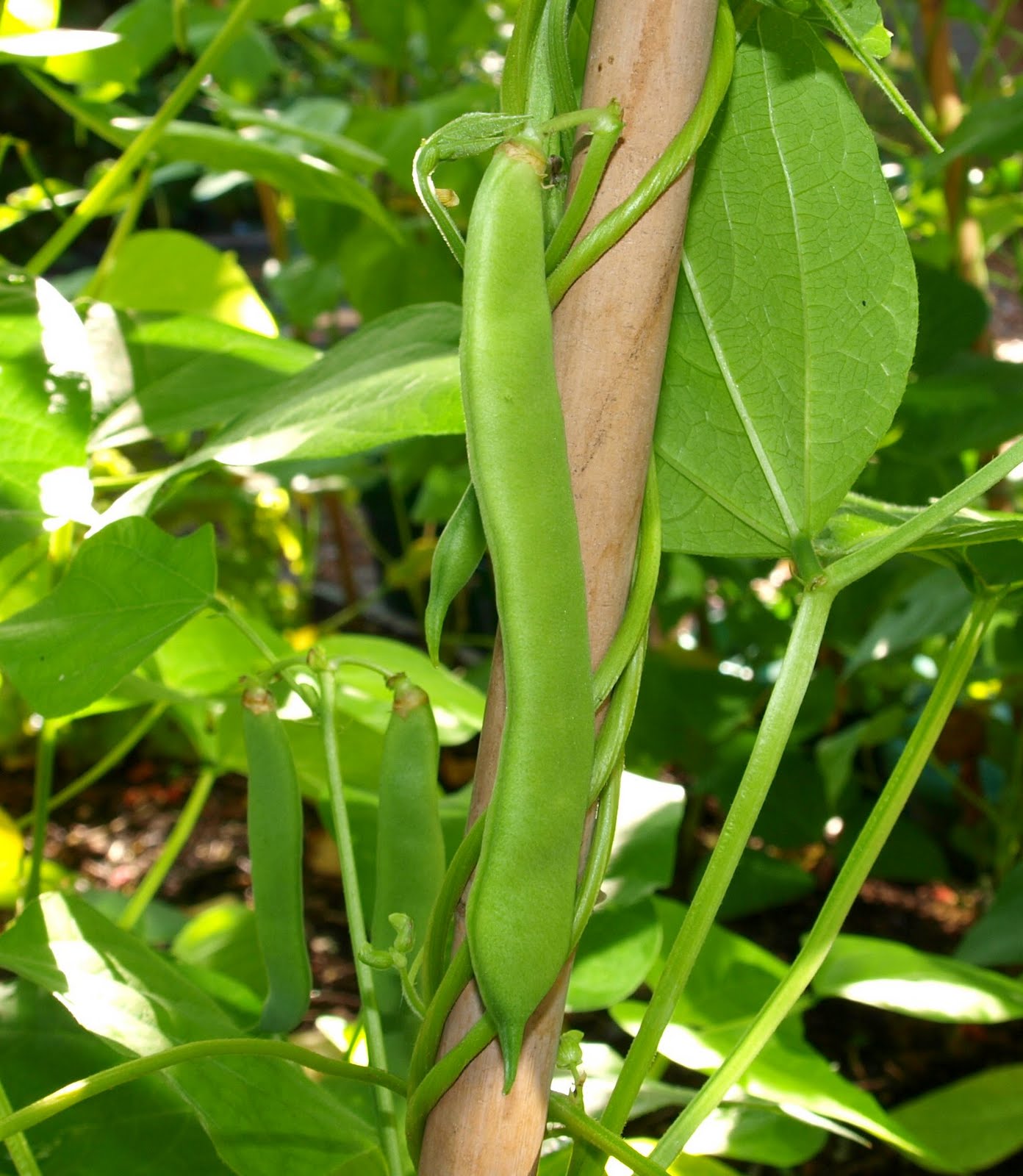 Mark's Veg Plot: Harvesting beans now!