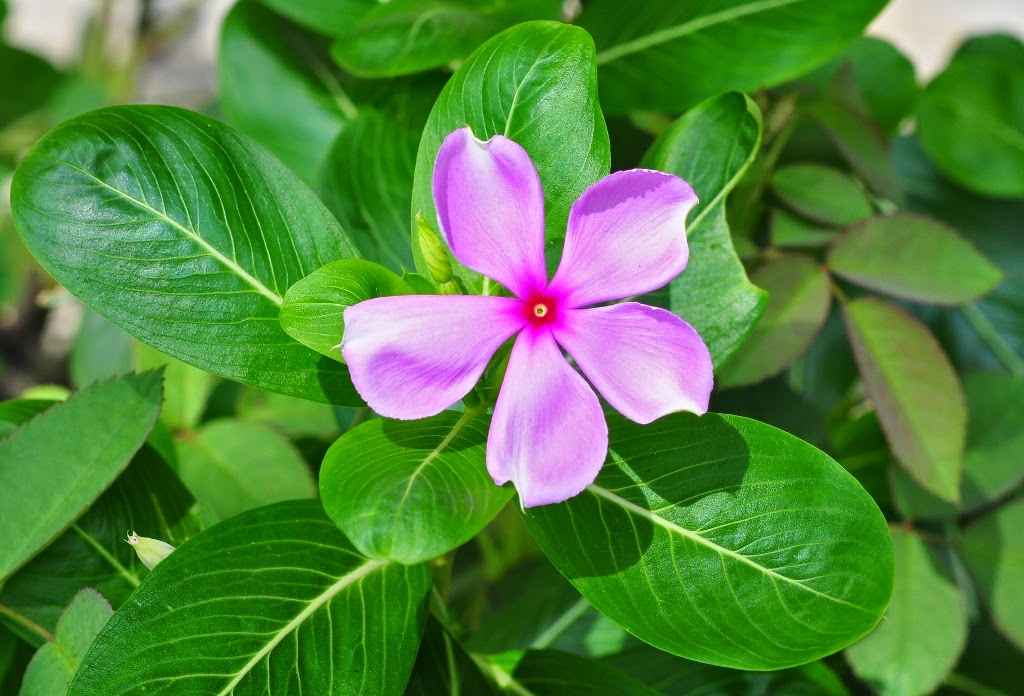Tapak Dara (Catharanthus roseus) | NugrahPratama21