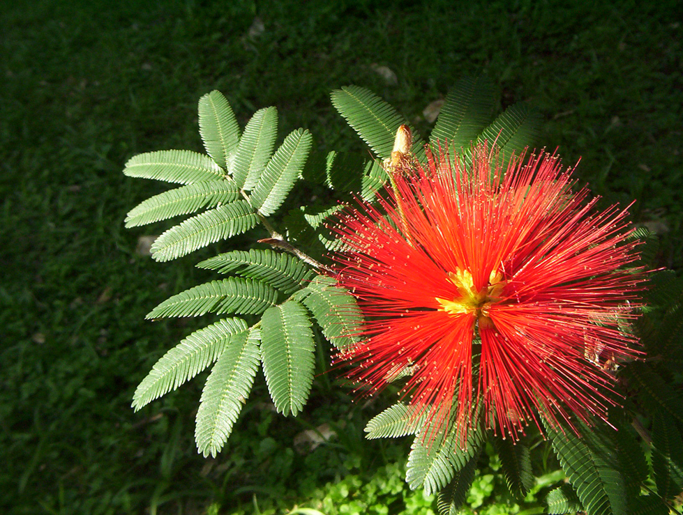 FLORA DE MISIONES Argentina: Calliandra tweedii Benth.
