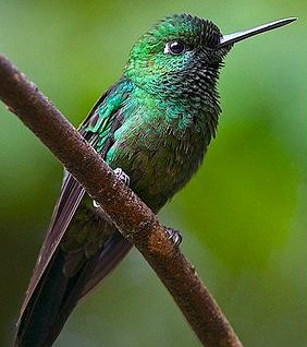 BARRY the BIRDER: Abeillia abeillei