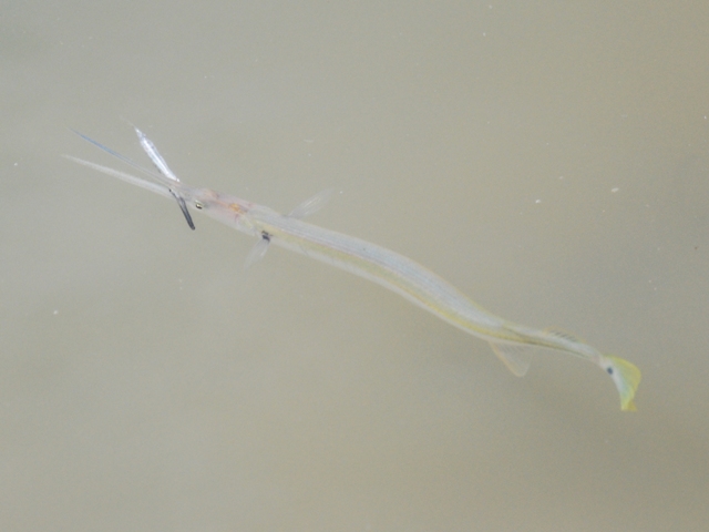 Singapore Wild Animals: Ricefish, halfbeaks, needlefishes
