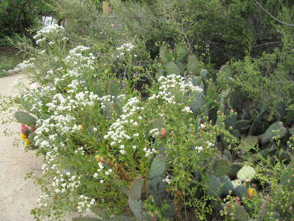 Mother Nature's Backyard - A Water-wise Garden: Plant of the Month ...