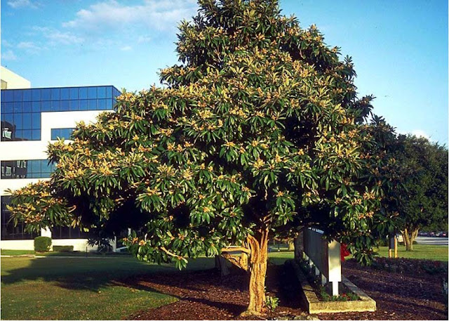Beechwood Landscape Architecture and Construction: Japanese Loquat ...