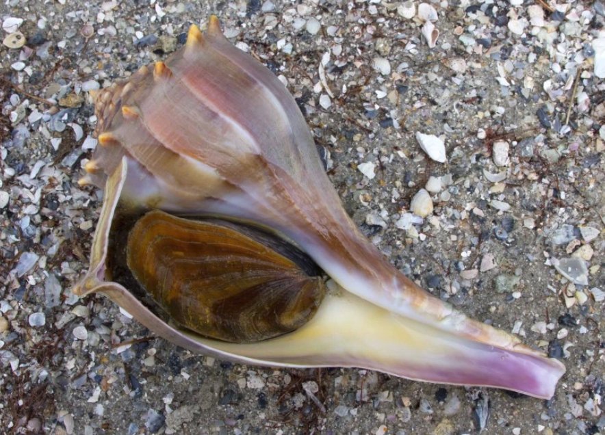 Polymath at Large: The referential Clausiliid