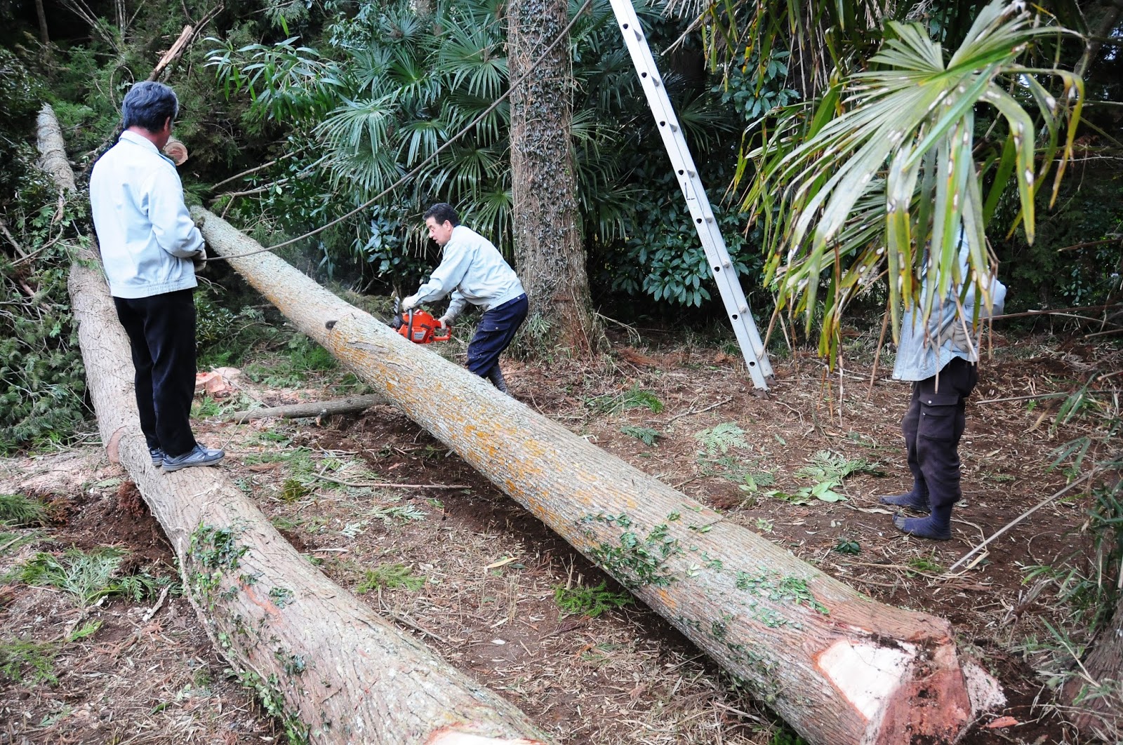 Our Japanese Eco-Kominka: East Side Tree felling in February 2013.