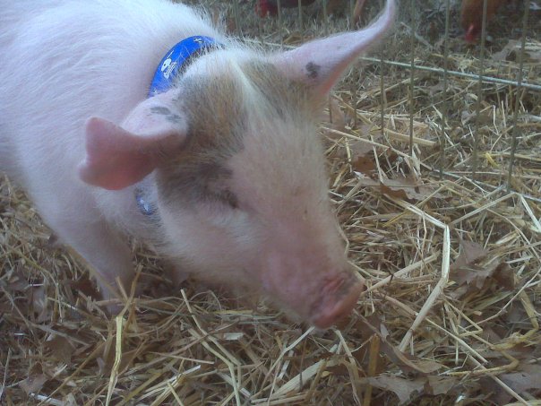 The Green Acres Learning Curve: 8. Lola