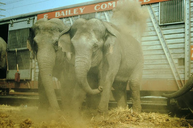 Setting Up the Circus - Found Color Photos of Ringling Bros. and Barnum ...
