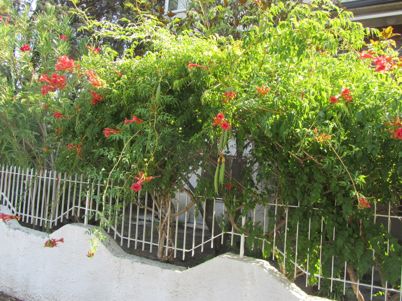Bignonia (Campsis radicans), Come Coltivare un Rampicante dai Fiori ...