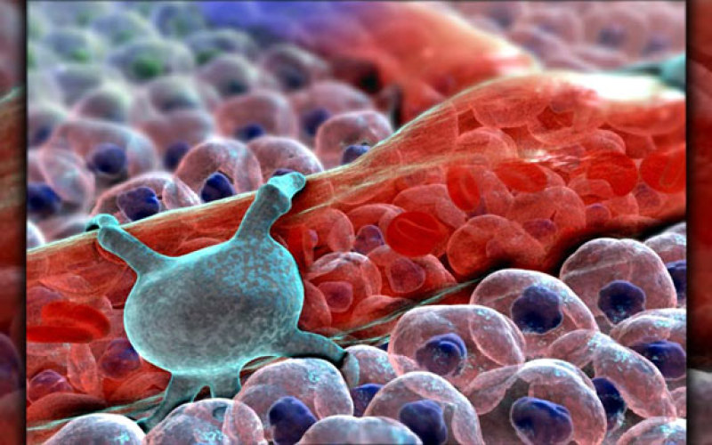 MEDICINA REGENERATIVA: Pericitos : Precursores de Células Medicinales ...