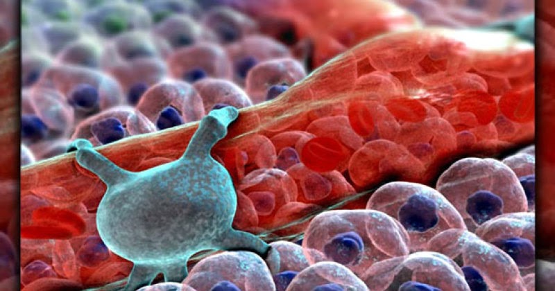 MEDICINA REGENERATIVA: Pericitos : Precursores de Células Medicinales ...