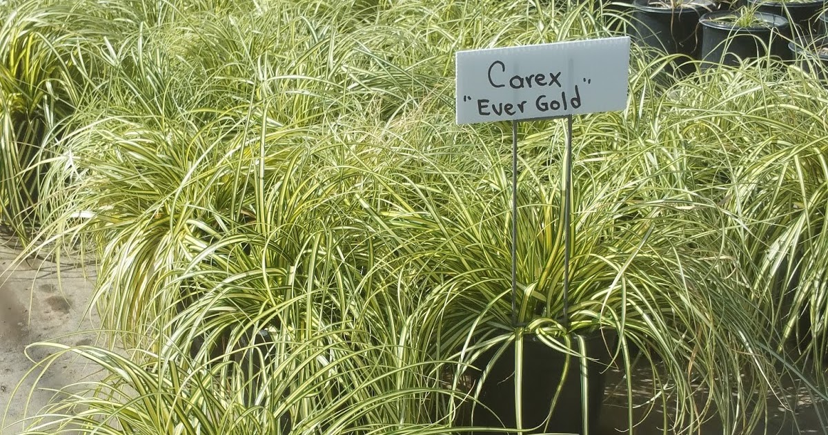 John's Western Tree Plant Photos: Carex oshminensis Evergold