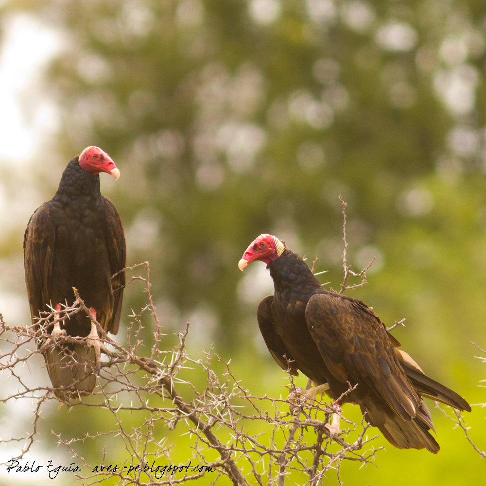 mis fotos de aves: Cathartes aura Jote Cabeza Colorada Turkey Vulture