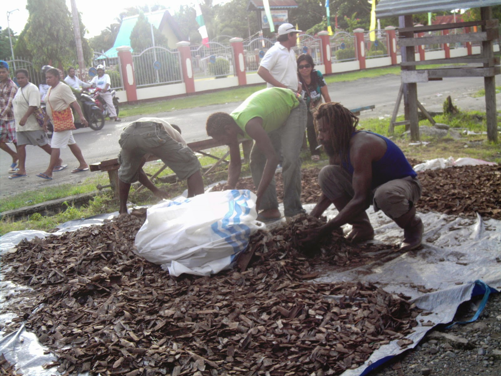 Ransun Group: PROSES PENGERINGAN KULIT KAYU MASSOIA (MASOHI) OLEH CV ...