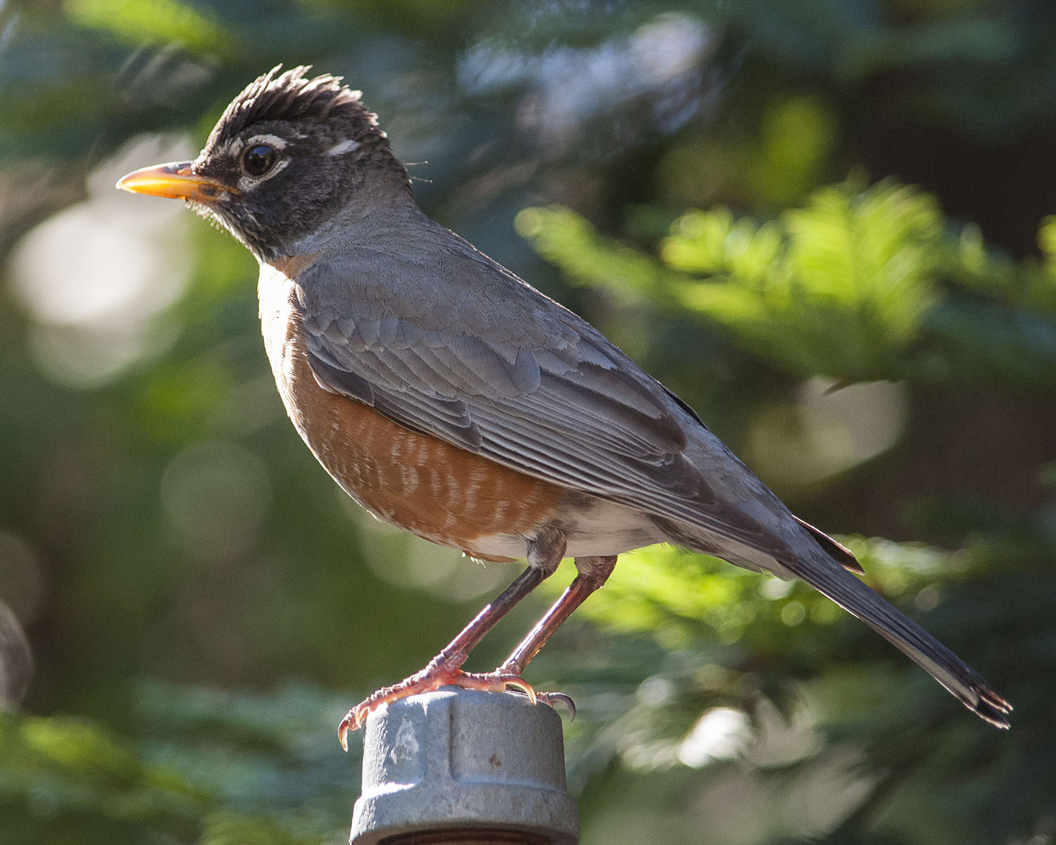 American Robin ~ Rocklin Wildlife
