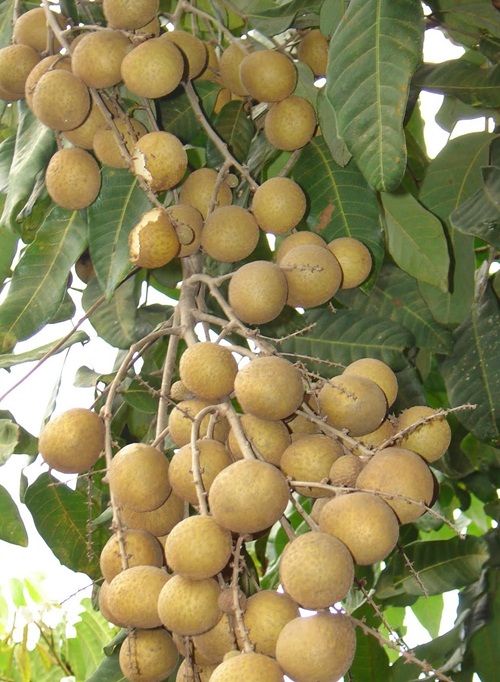 Cara Membudidayakan Kelengkeng - Peternakan dan Pertanian